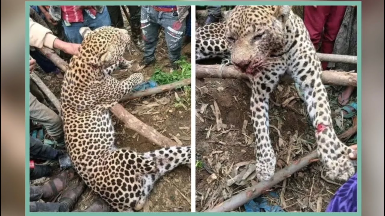 OROMIA11: Oduu Gaggabaaboo 7-26-2025 - OROMIA11- Inform. Educate ...